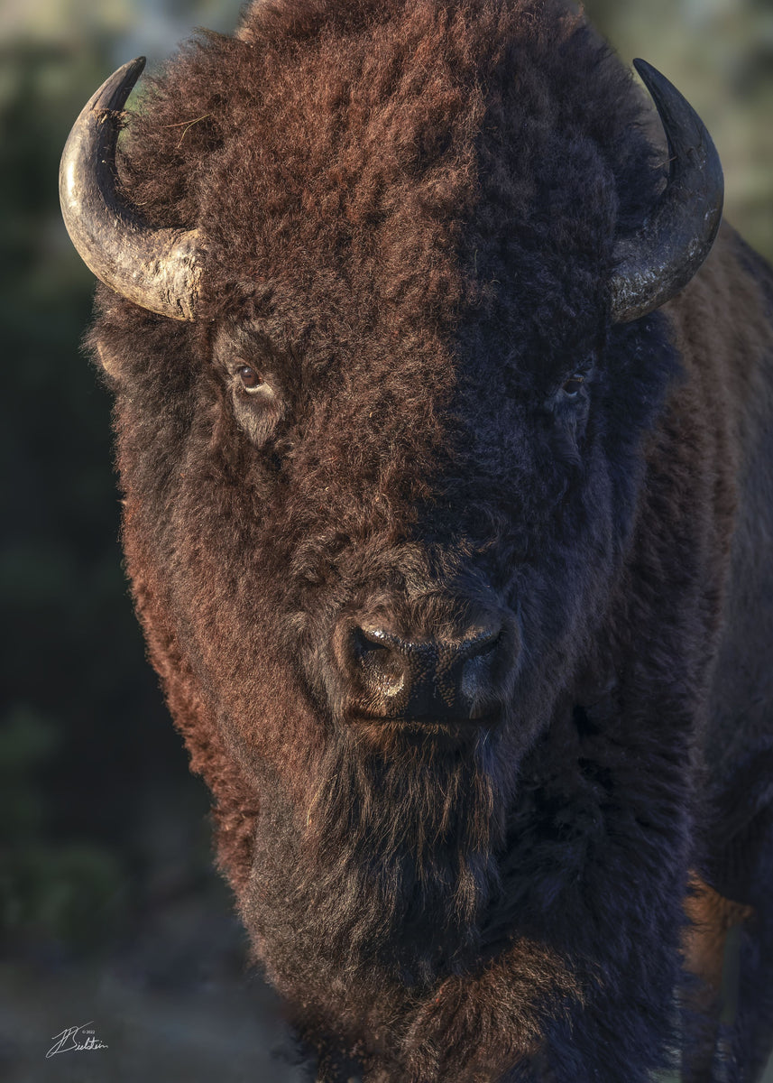 "FLUFFY" photography by Joel Bielstein – JoelBielsteinPhotography